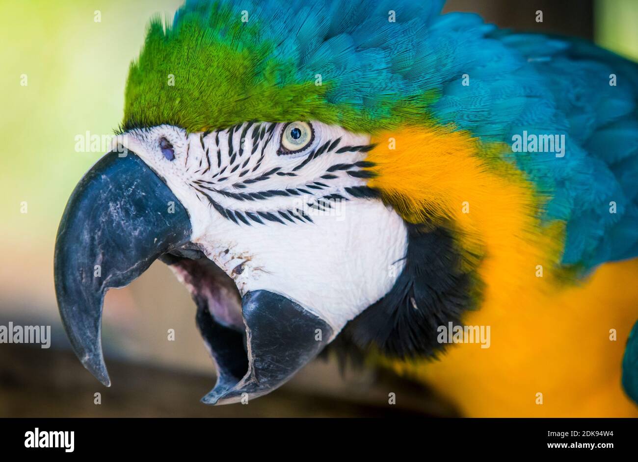Parrot mouth open High Resolution Stock Photography and Images - Alamy