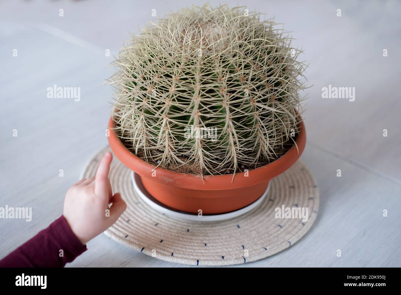 Finger touching cactus hi-res stock photography and images - Alamy