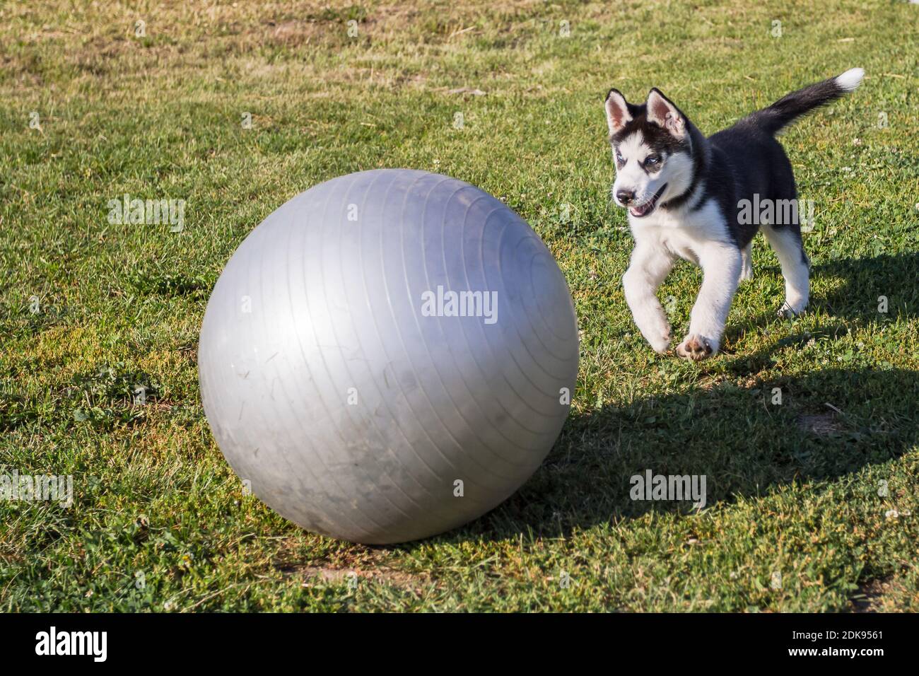 Playful husky puppy with blue eyes playing with big ball Stock Photo ...