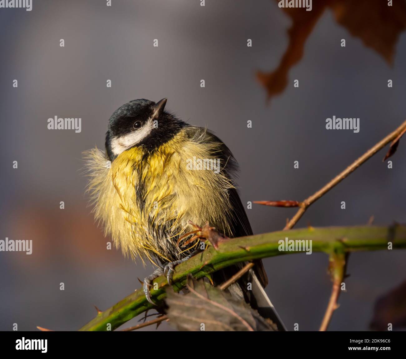 The great tit Parus major is a passerine bird in the tit family Paridae ...