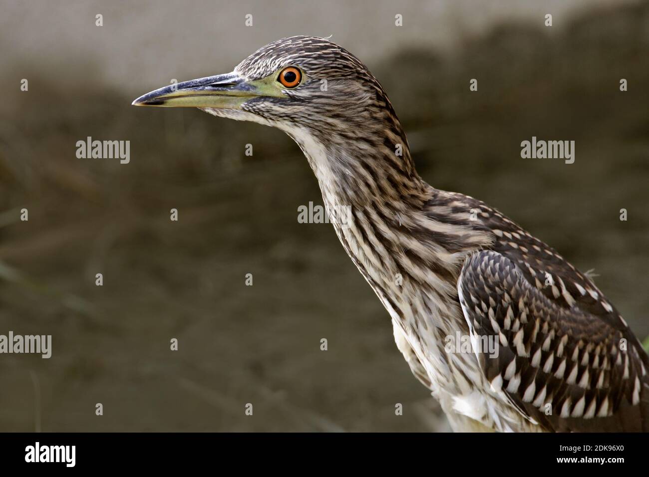 Black-crowned Night Heron immature; Kwak onvolwassen Stock Photo - Alamy