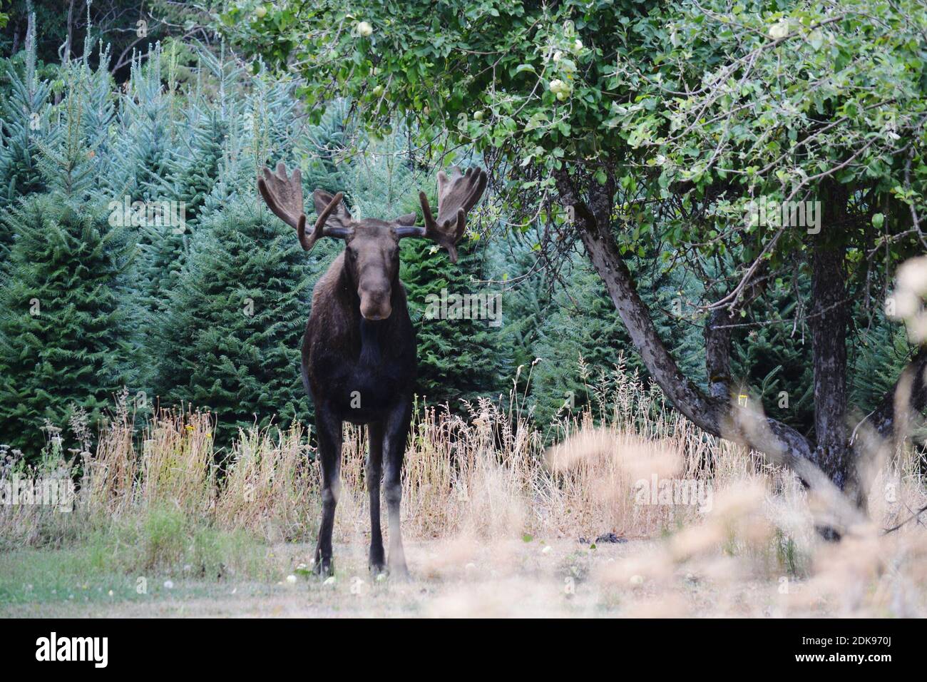 Bull moose in woodland hi-res stock photography and images - Alamy