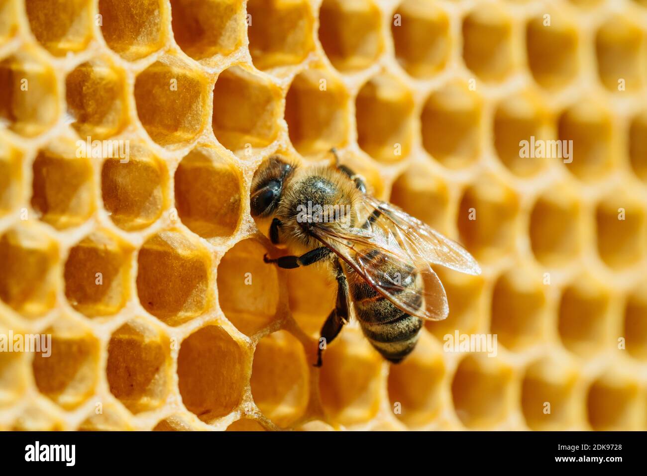 Macro photo of working bees on honeycombs. Beekeeping and honey ...
