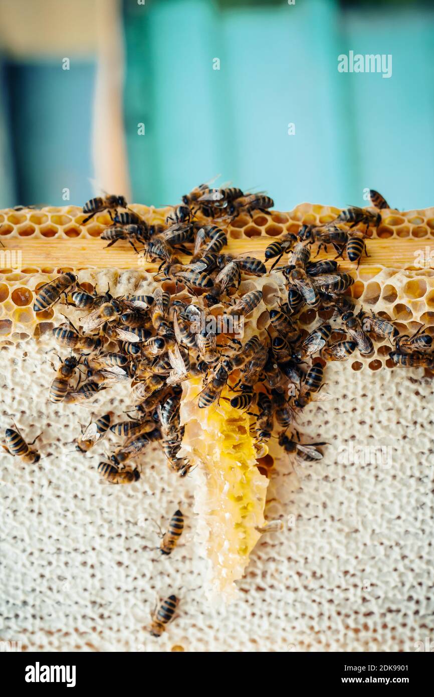 Macro photo of working bees on honeycombs. Beekeeping and honey ...