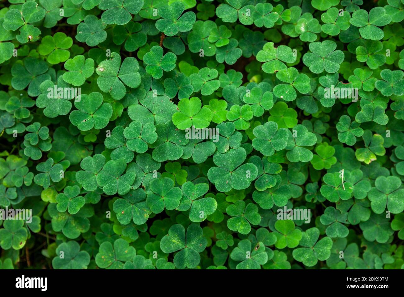 Shamrocks hi-res stock photography and images - Alamy