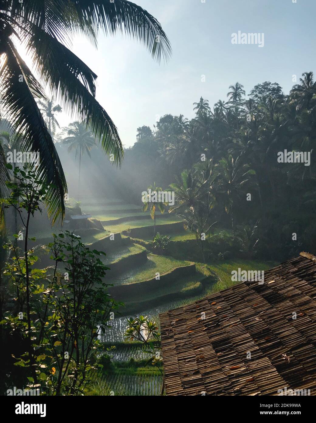 Rice plant roof hi-res stock photography and images - Alamy