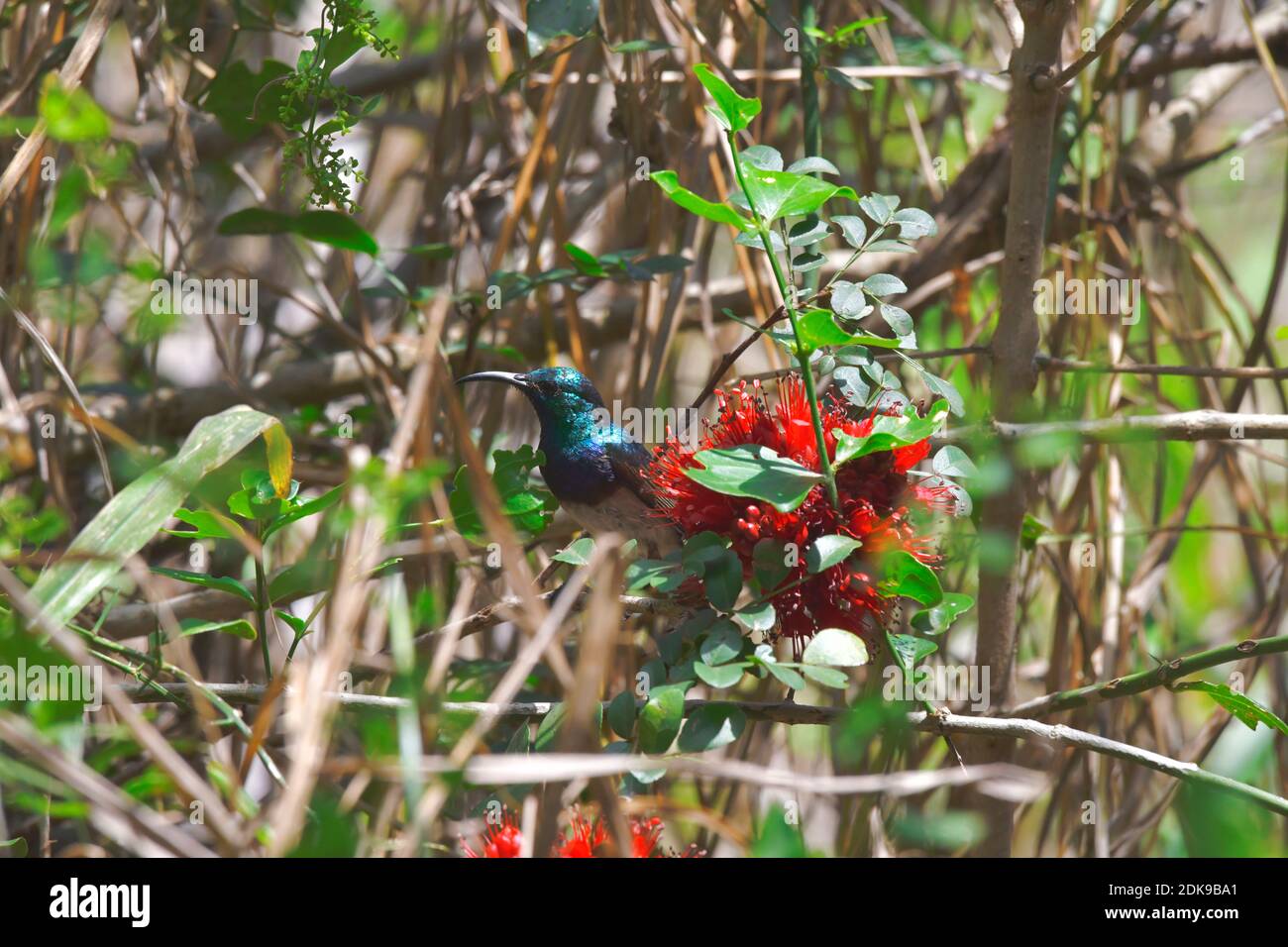 White Bellied Sunbird High Resolution Stock Photography and Images - Alamy