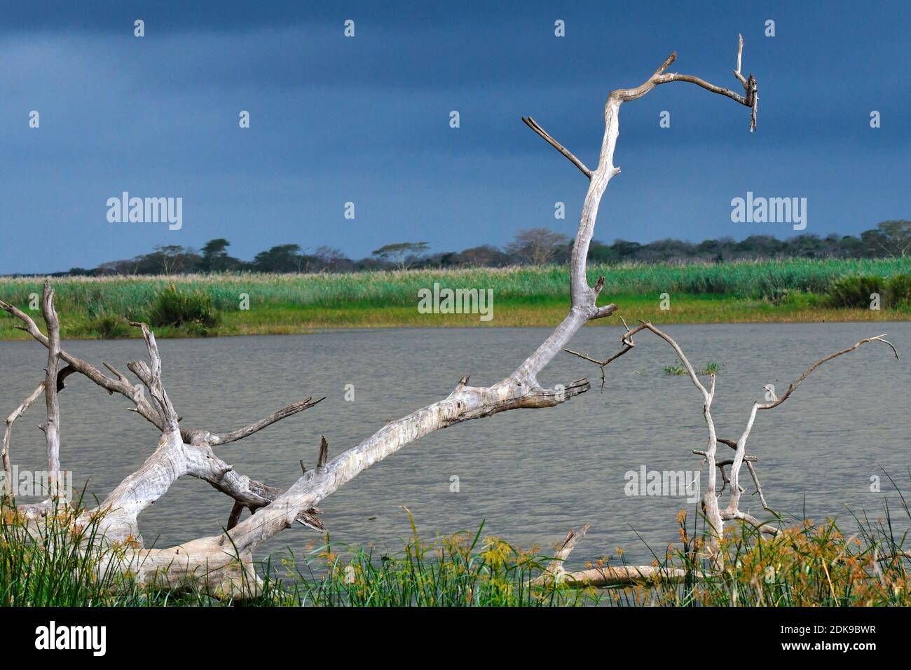 Dead tree fallen lake hi-res stock photography and images - Alamy