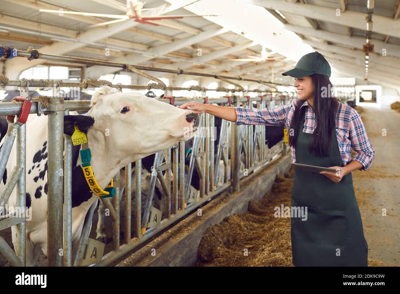 Smiling caring young female dairy farm worker stroking a cow and ...