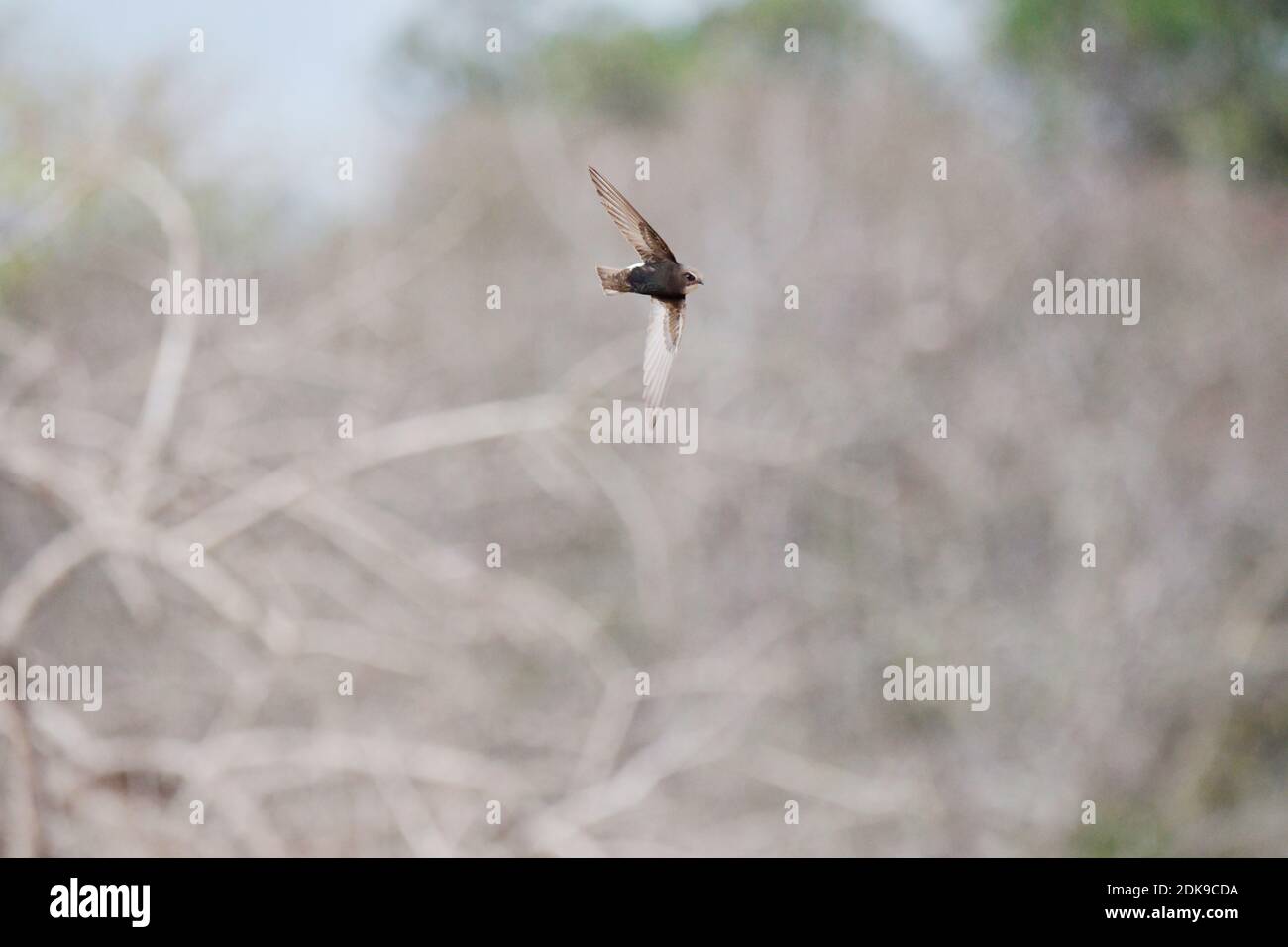 Little swift hi-res stock photography and images - Alamy