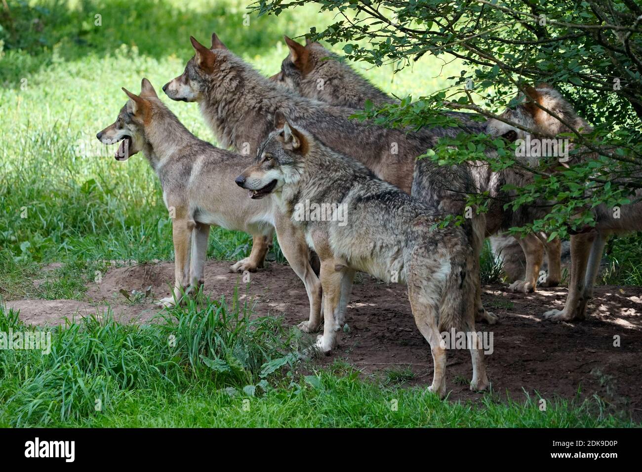 European wolf (Canis lupus), pride stands in a clearing, France Stock ...