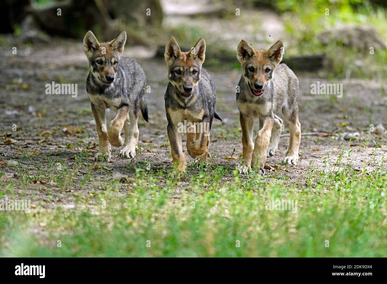 3 Wolf Pups Playing