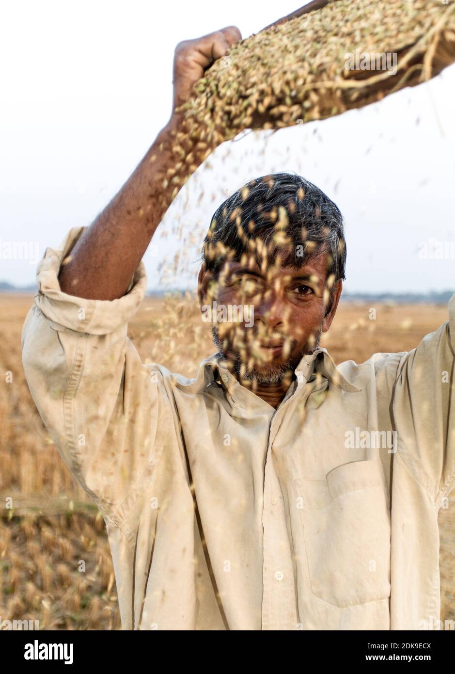 Indian farmer winnowing rice Stock Photo - Alamy