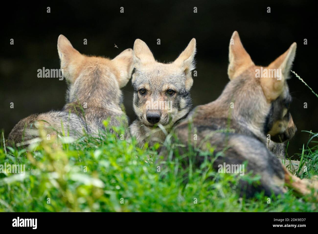 Wolf pups meat hi-res stock photography and images - Alamy