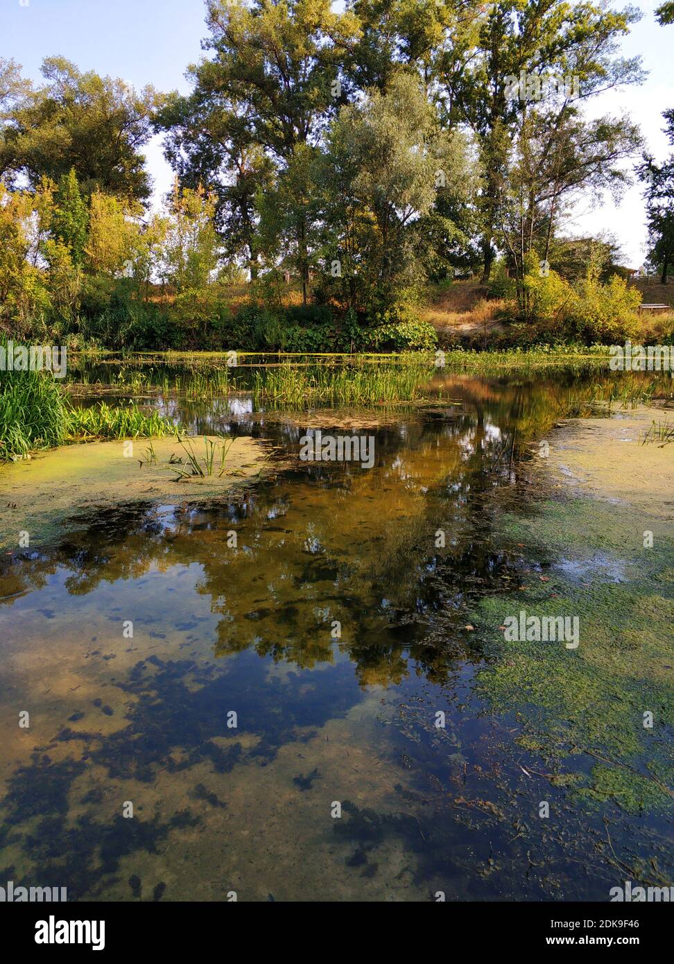 Natural landscape. A pond in a quiet secluded location Stock Photo - Alamy