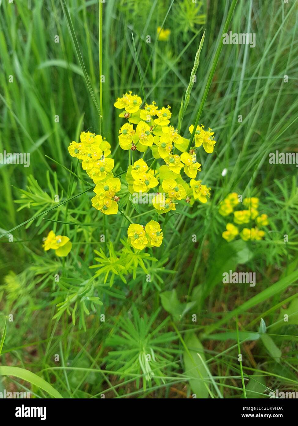 Wild yellow milkweed plants hi-res stock photography and images - Alamy