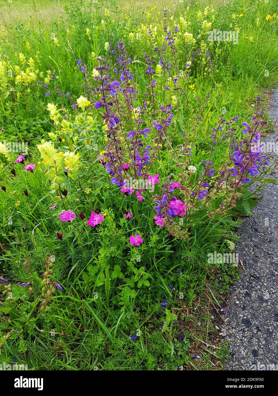 Flower meadow on the roadside Stock Photo - Alamy