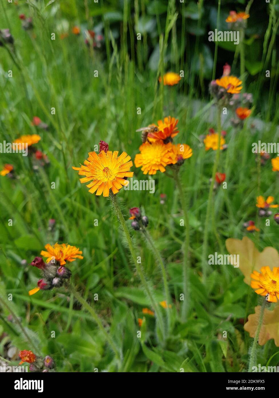 Meadow hawkweed hi-res stock photography and images - Alamy