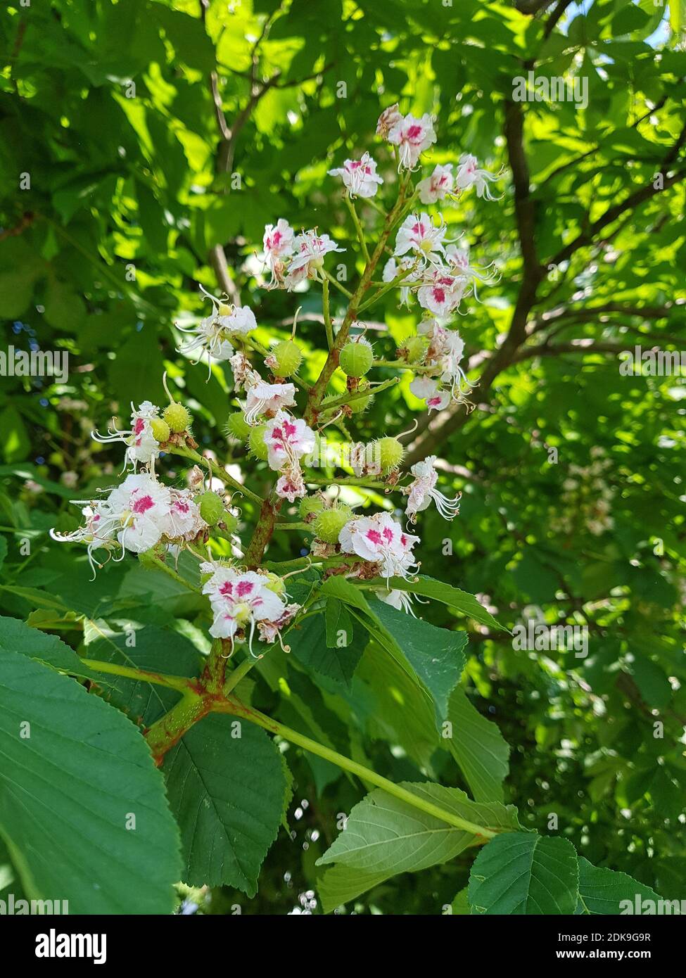 Horse chestnut seed pod hi-res stock photography and images - Alamy