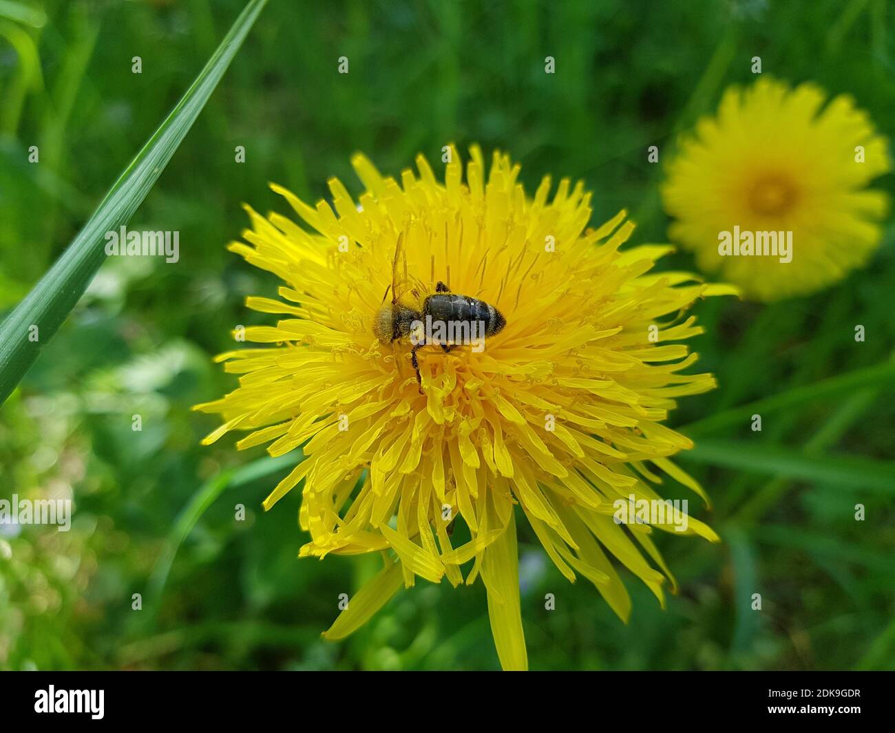 Bee on lion tooth flower Stock Photo - Alamy