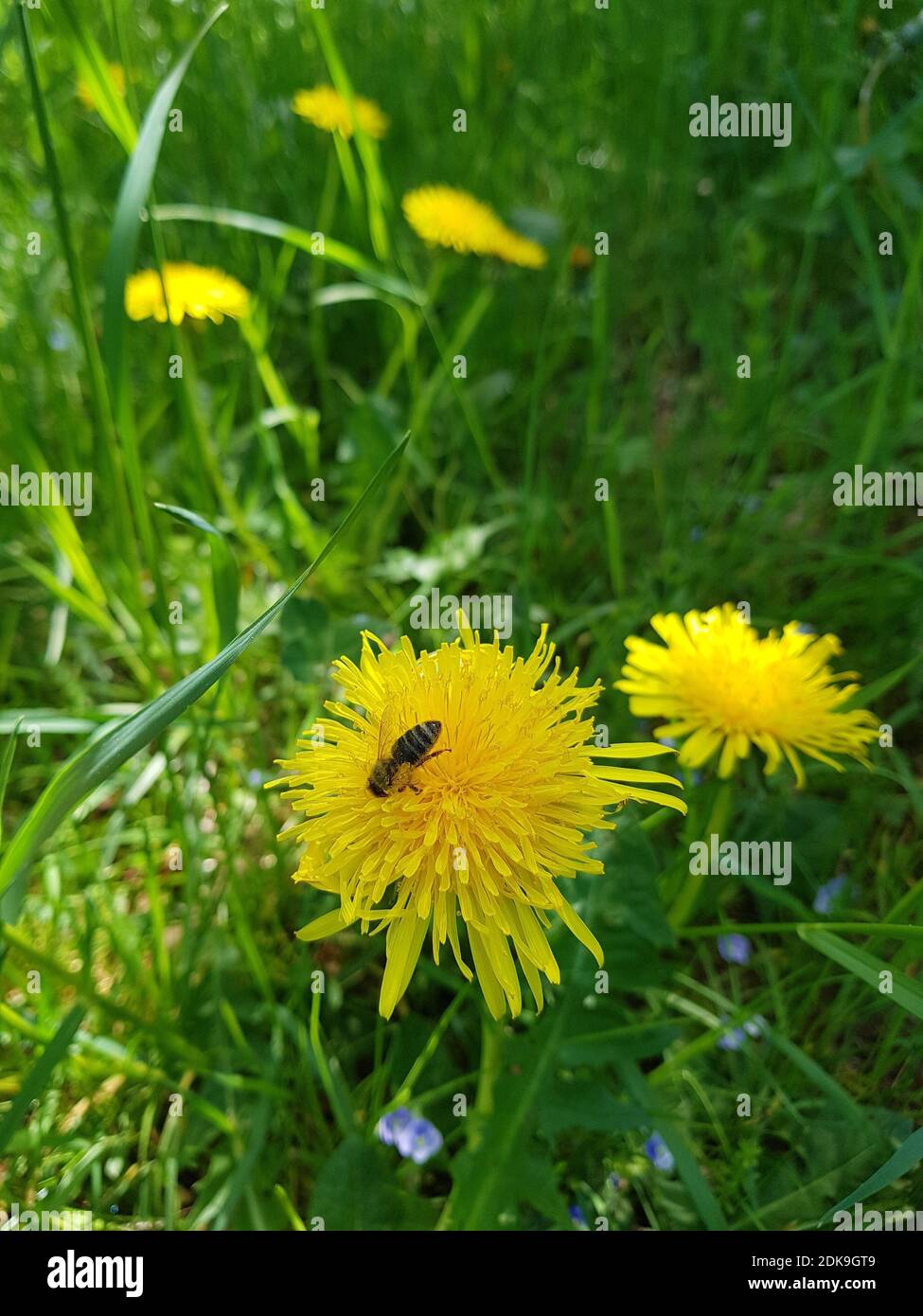 Bee on lion tooth flower Stock Photo - Alamy