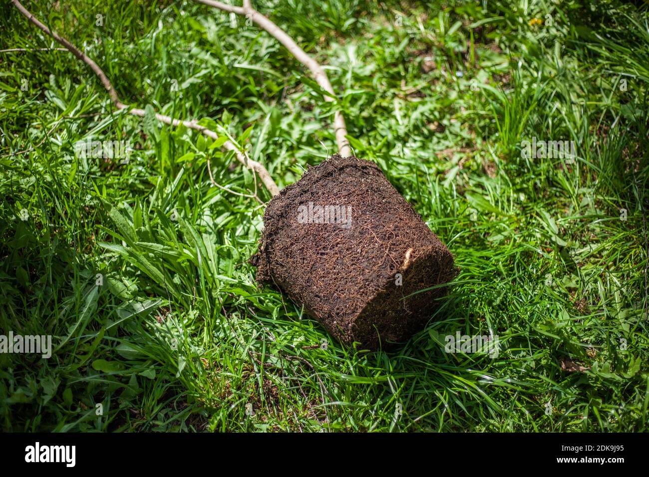 Planting a seedling in the ground to restore the forest. Gardener work ...