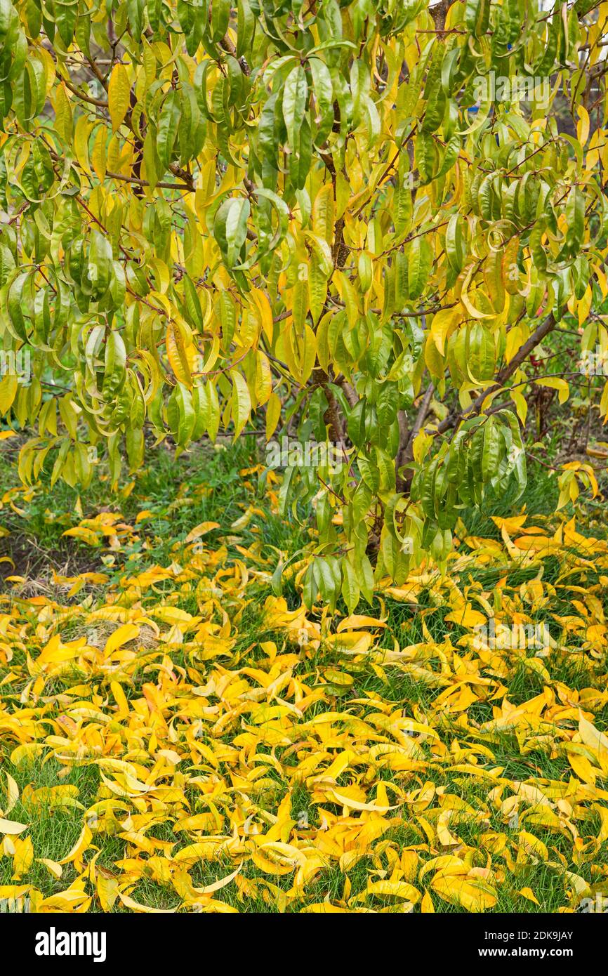 Nectarine tree with yellow and green leaves on it and yellow ones that ...