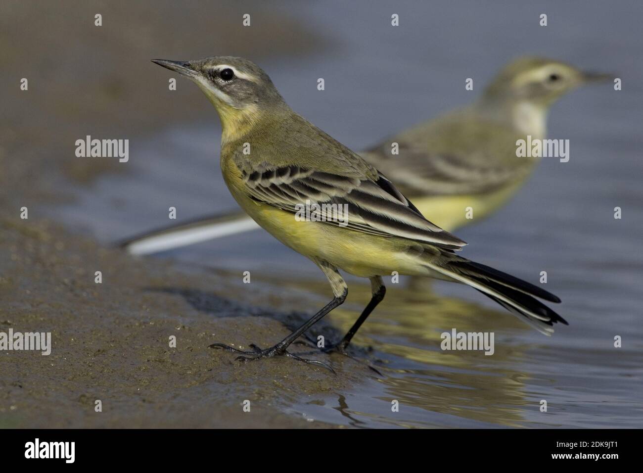 Blue-headed Wagtail standing on the ground; Gele Kwikstaart staand op ...