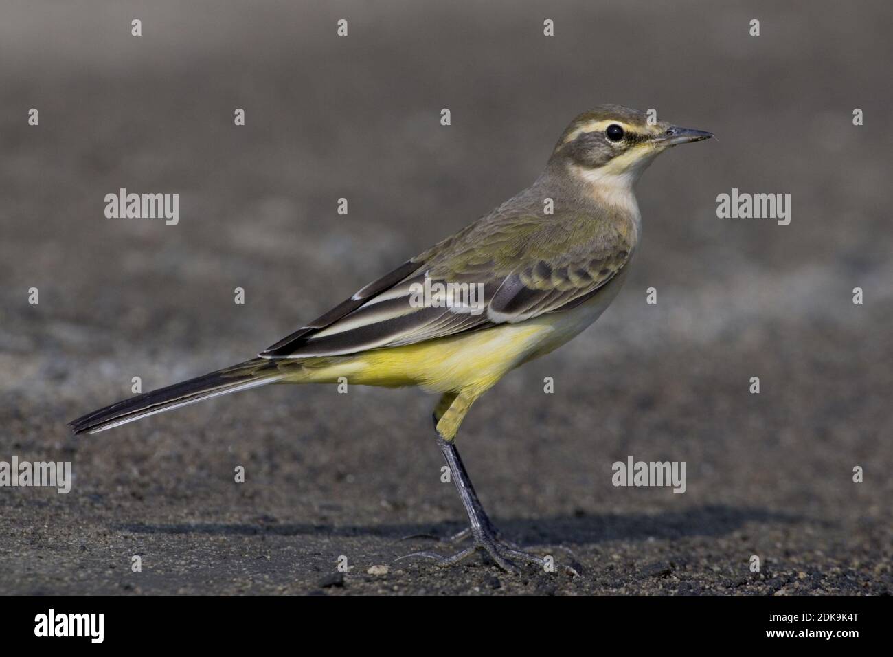 Blue-headed Wagtail standing on the ground; Gele Kwikstaart staand op ...