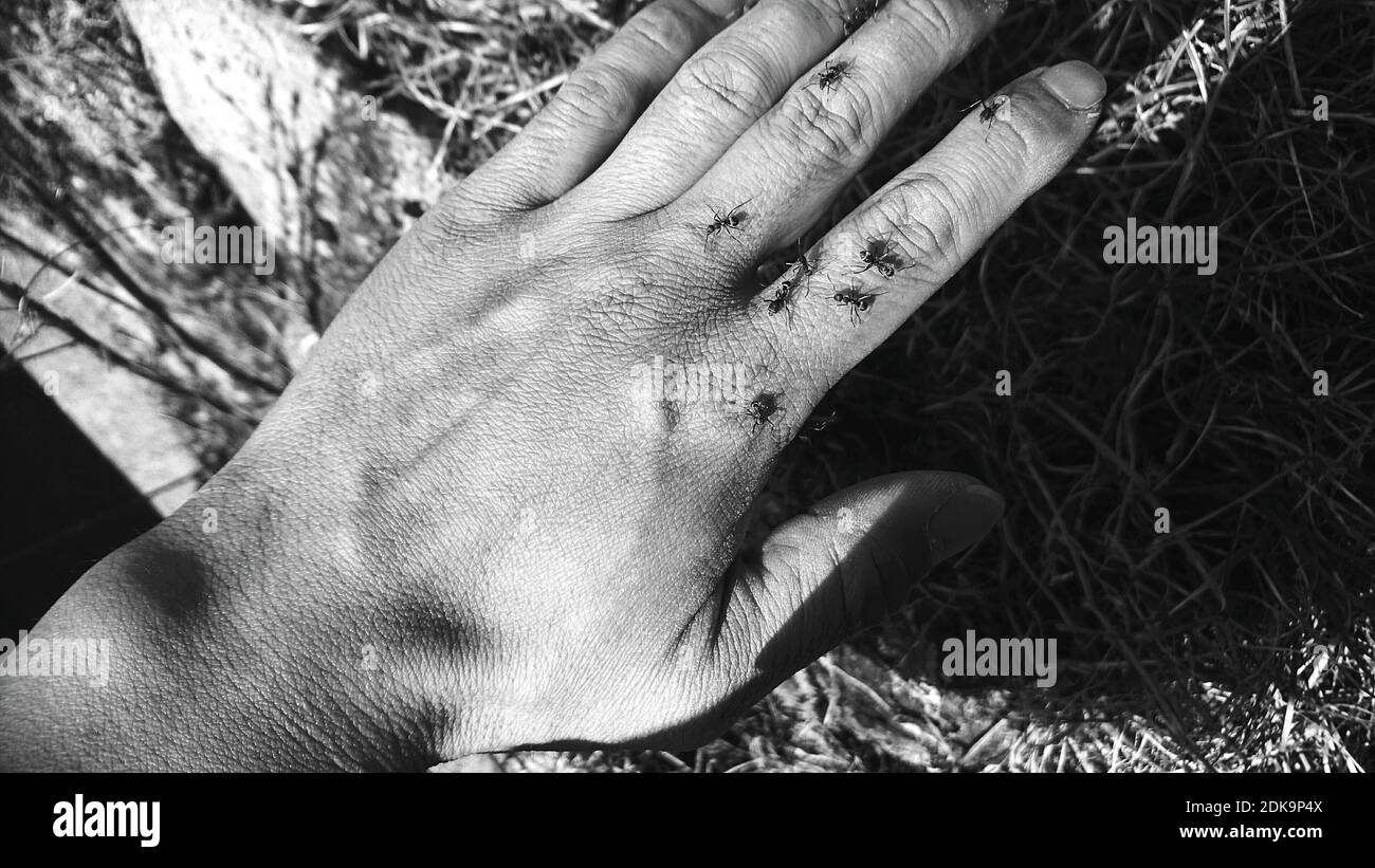 Ants on hand hi-res stock photography and images - Alamy