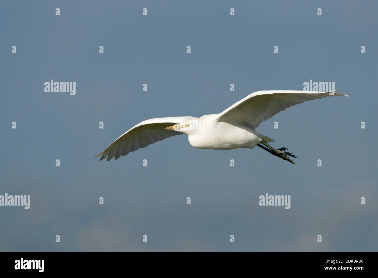 Koereiger in vlucht, Cattle Egret in flight Stock Photo - Alamy