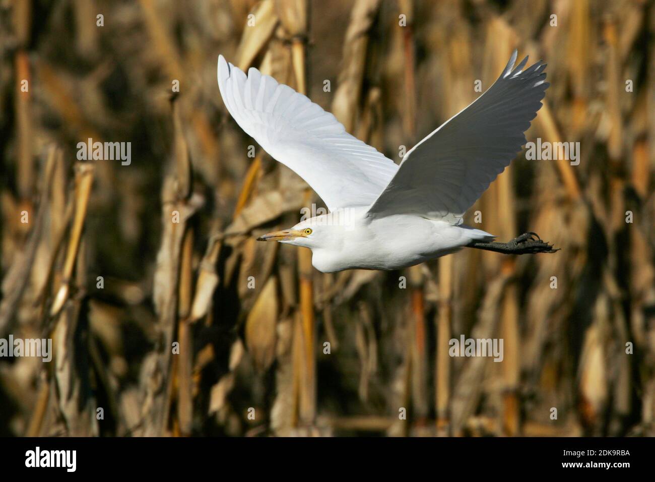 Koereiger in vlucht, Cattle Egret in flight Stock Photo - Alamy