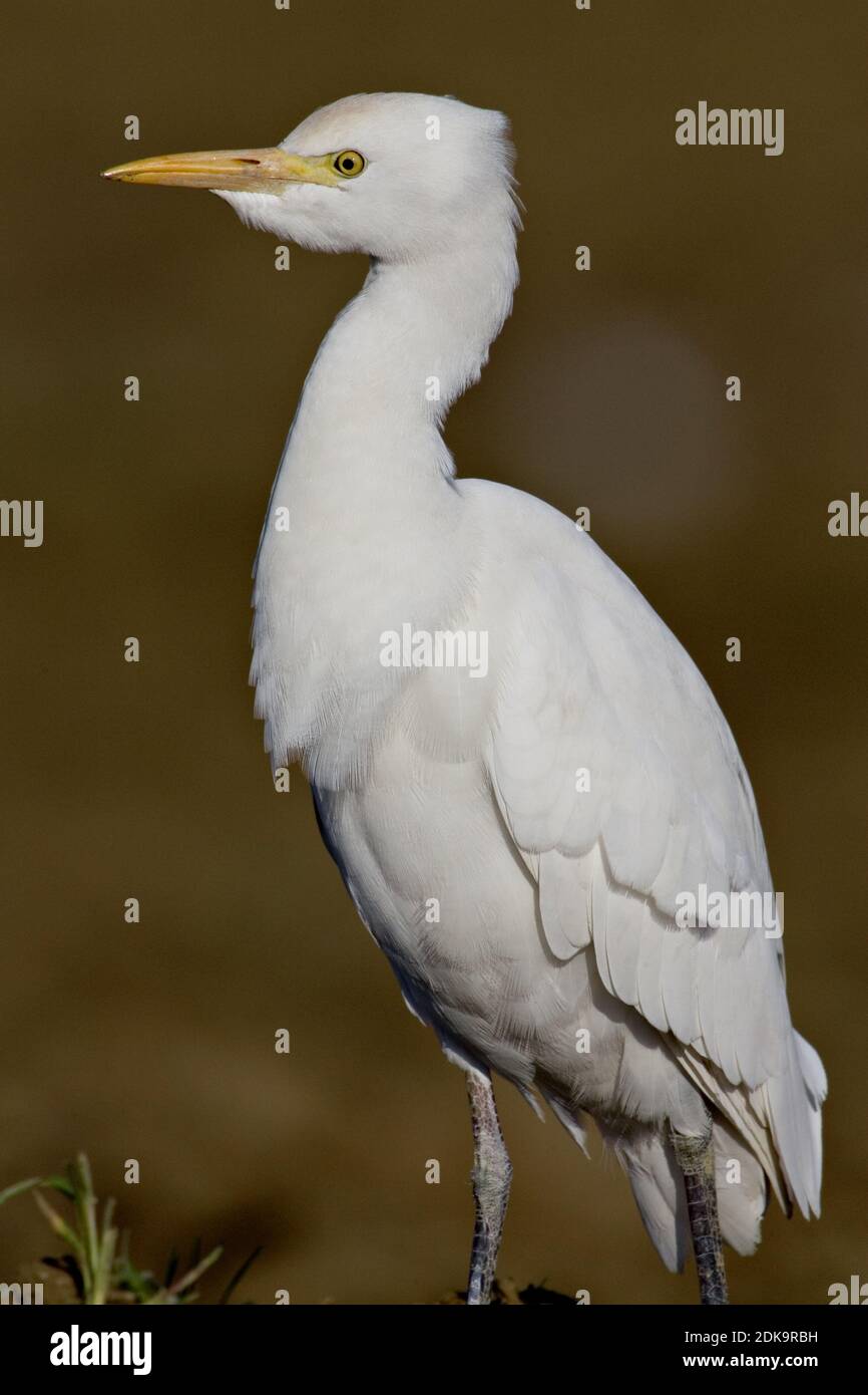 Cattle Egret adult standing; Koereiger volwassen staand Stock Photo - Alamy