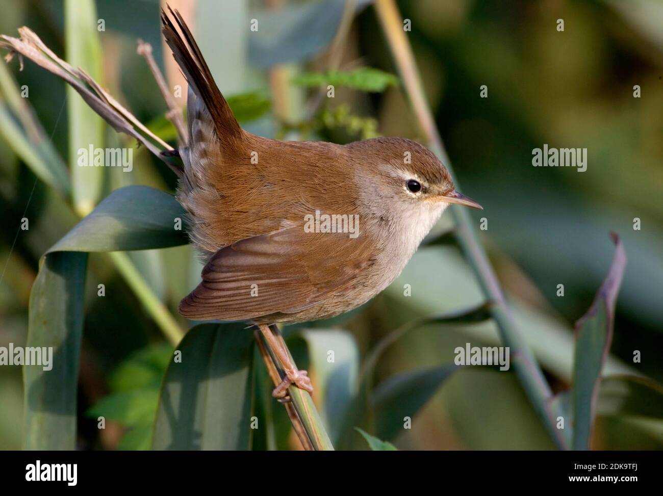 Cetti's Zanger; Cetti's Warbler; Cettia cetti Stock Photo - Alamy