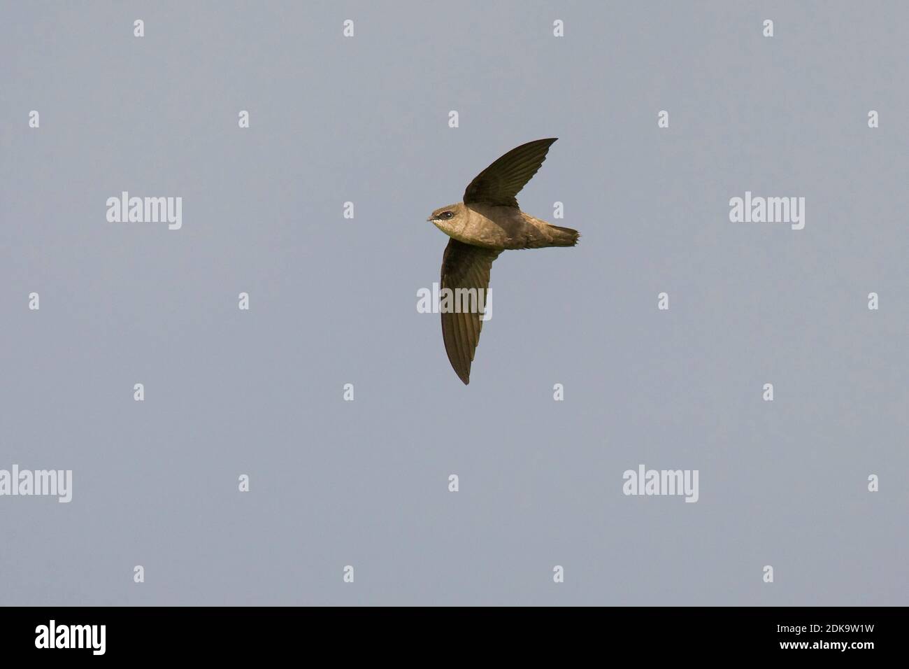 Schoorsteengierzwaluw vliegend; Chimney Swift flying Stock Photo - Alamy
