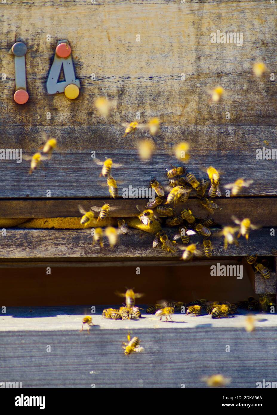 Honey bees flying wall hi-res stock photography and images - Alamy