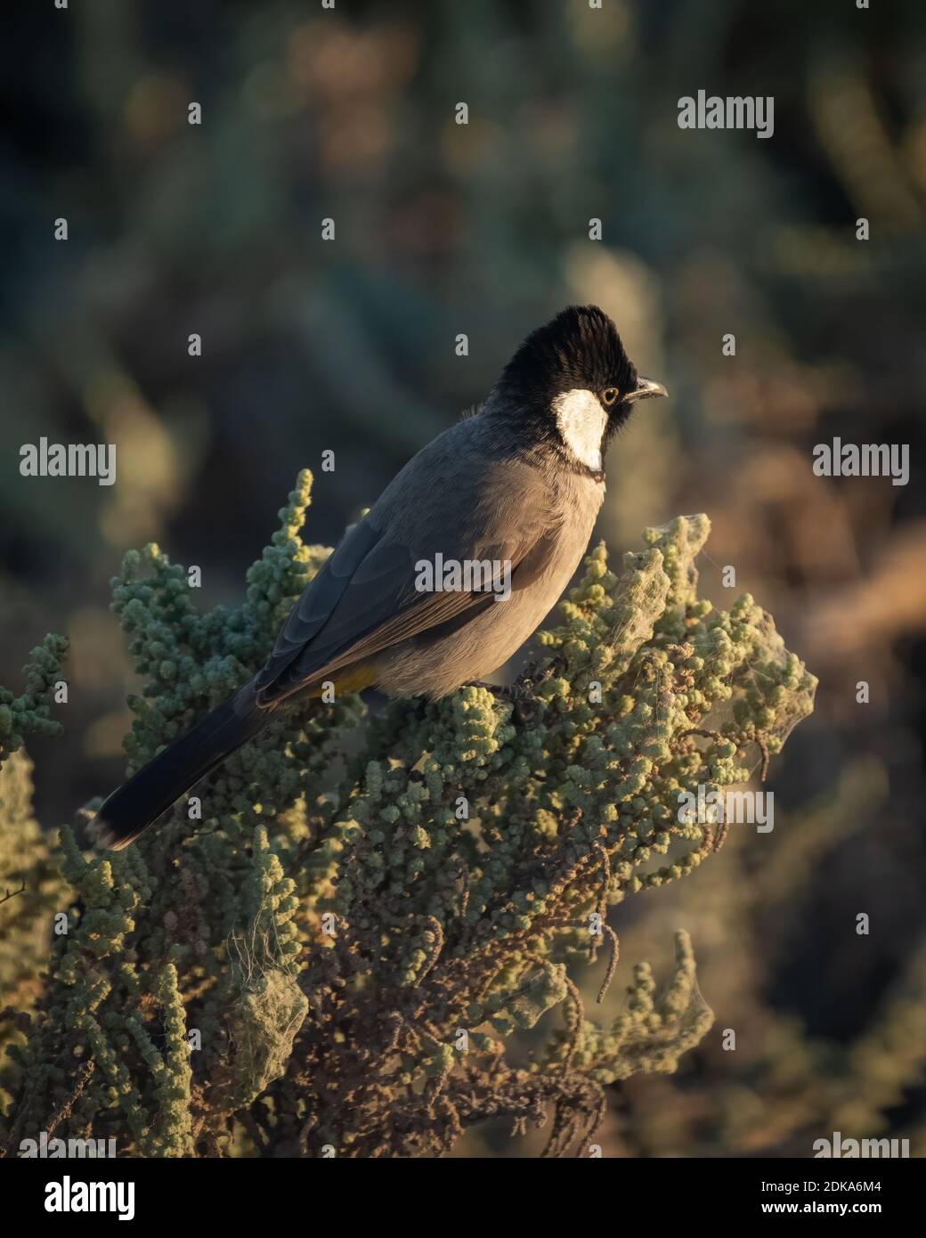 A side view of a beautiful White-eared Bulbul (Pycnonotus leucotis ...