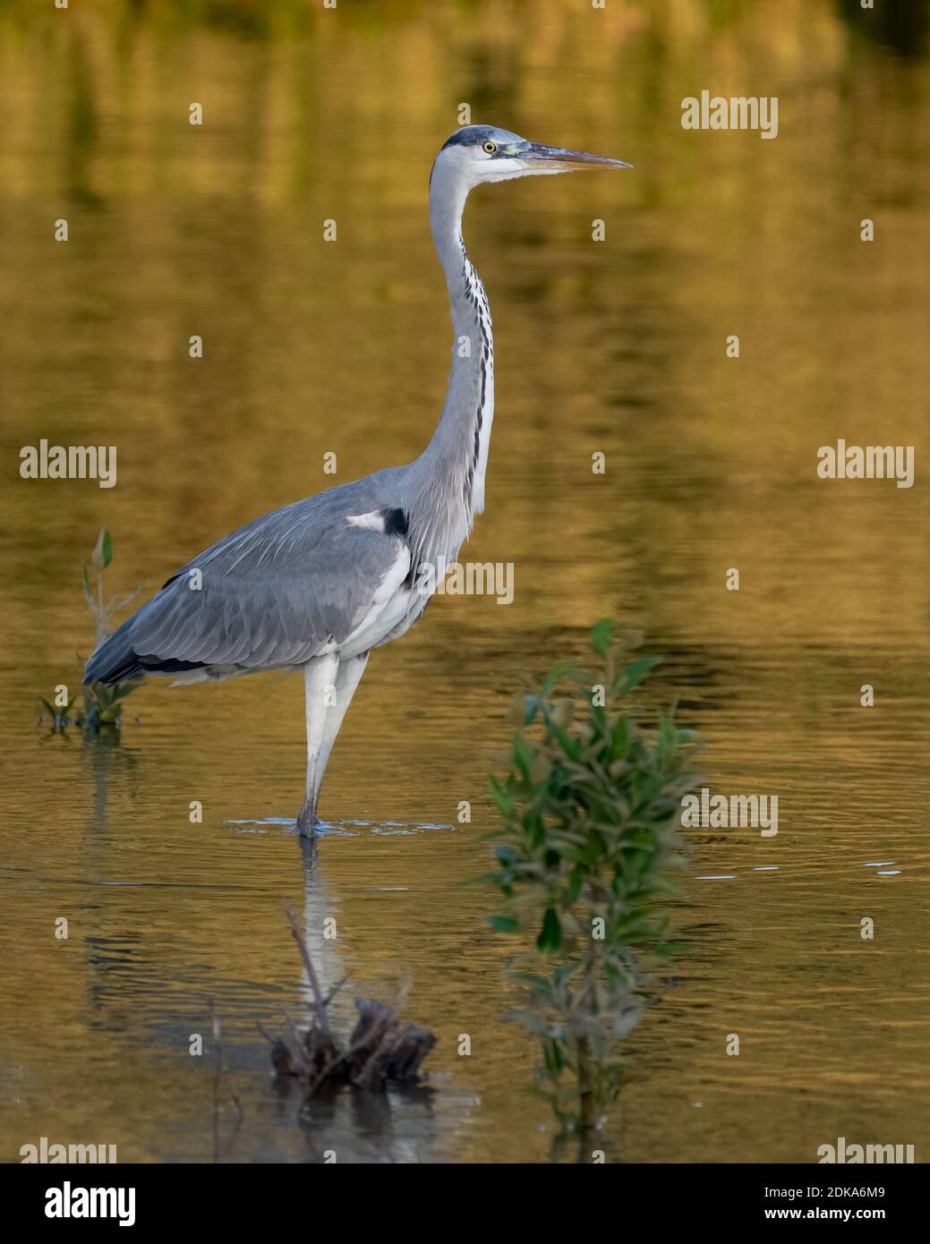 A beautiful large Grey Heron (Ardea cinerea), standing in the ...