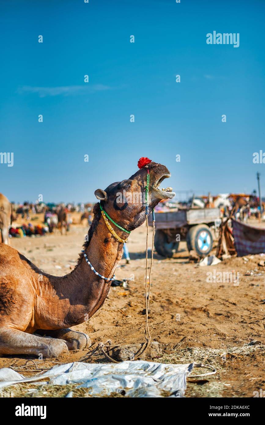 Yawning camel hi-res stock photography and images - Alamy