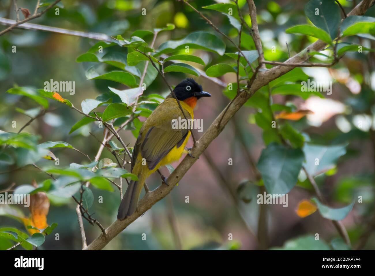 Rubigula gularis hi-res stock photography and images - Alamy