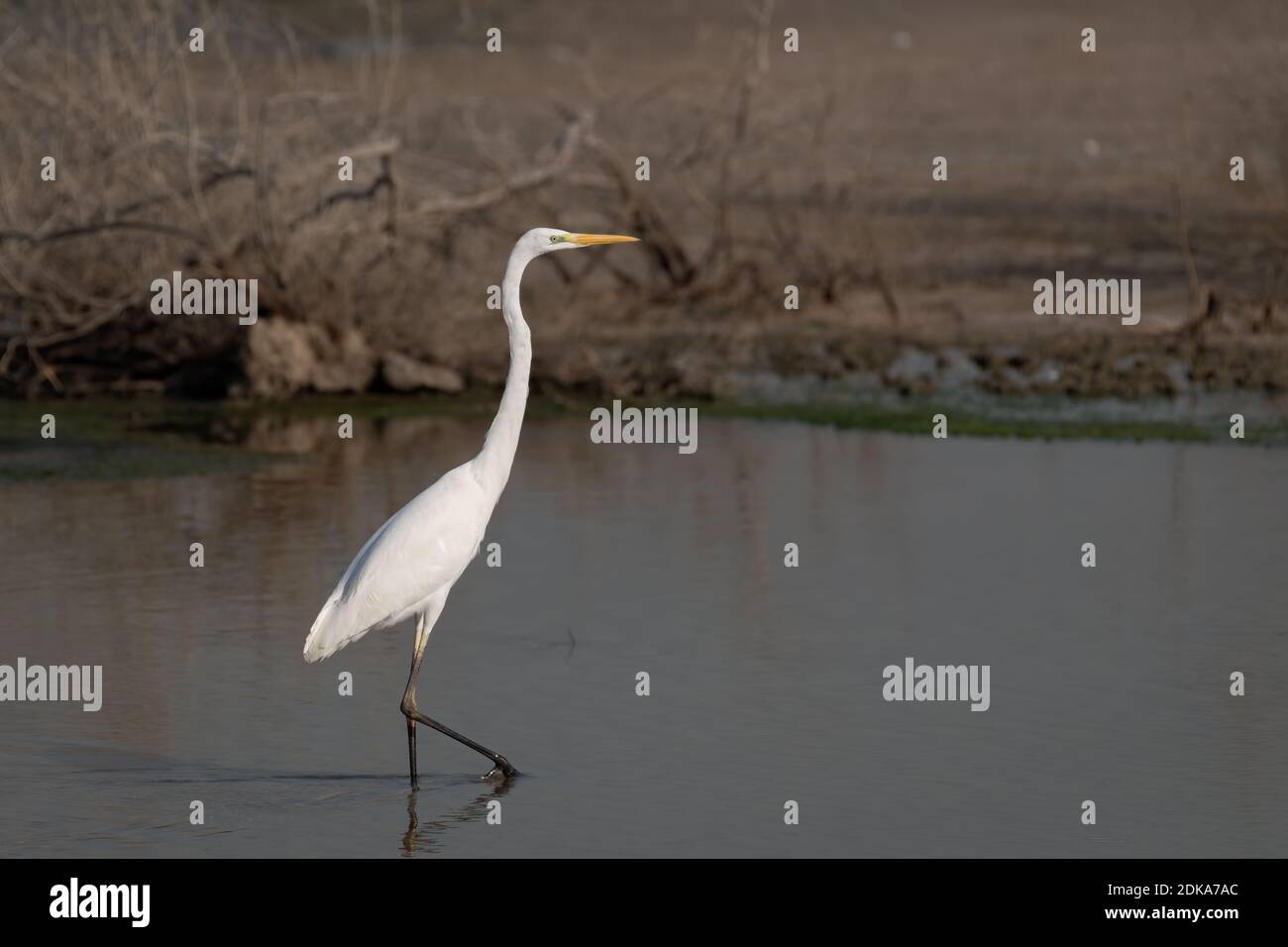 A beautiful lone Great Egret (Ardea alba), also known as the Common ...