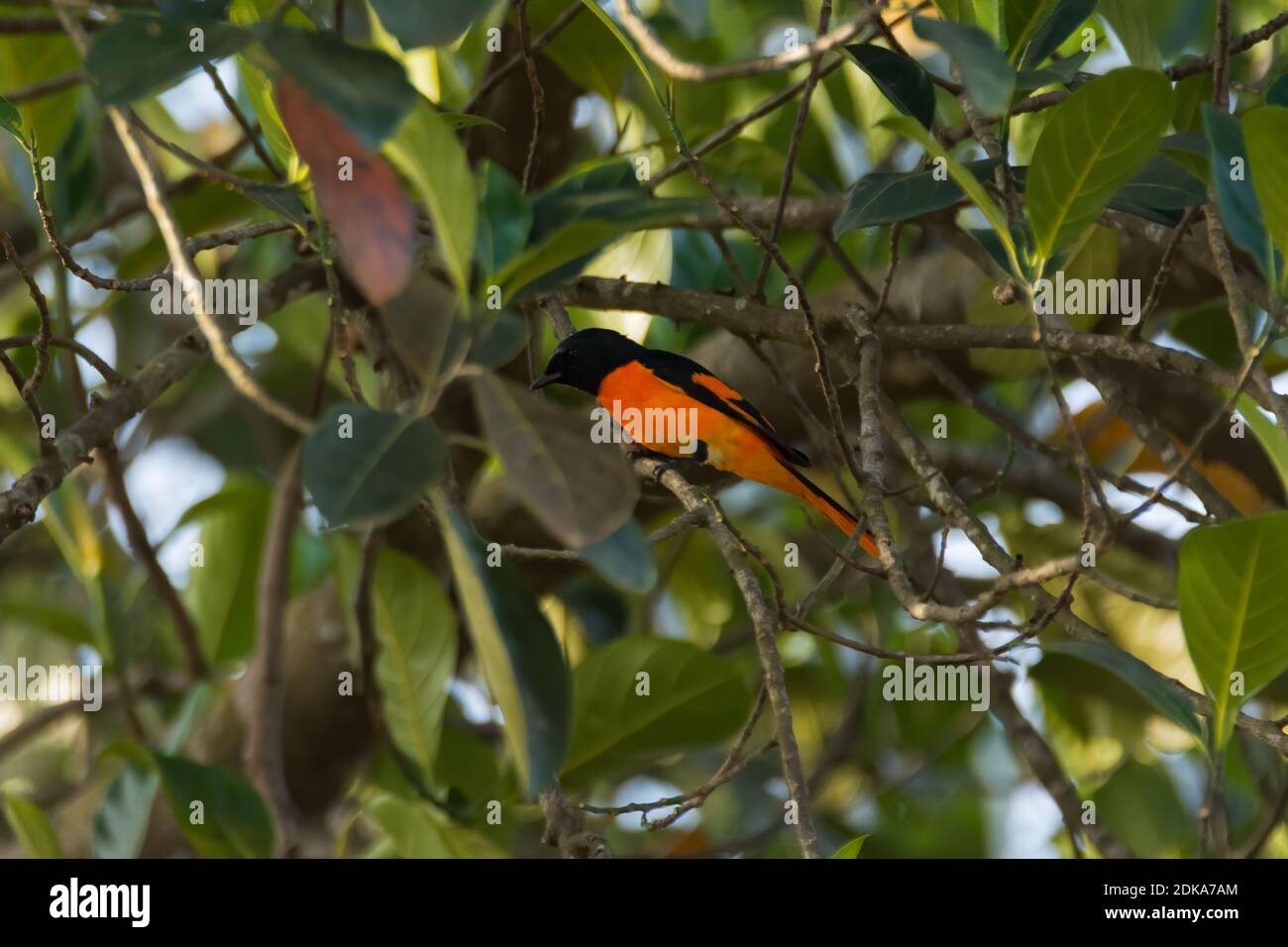 Minivet bird hi-res stock photography and images - Alamy