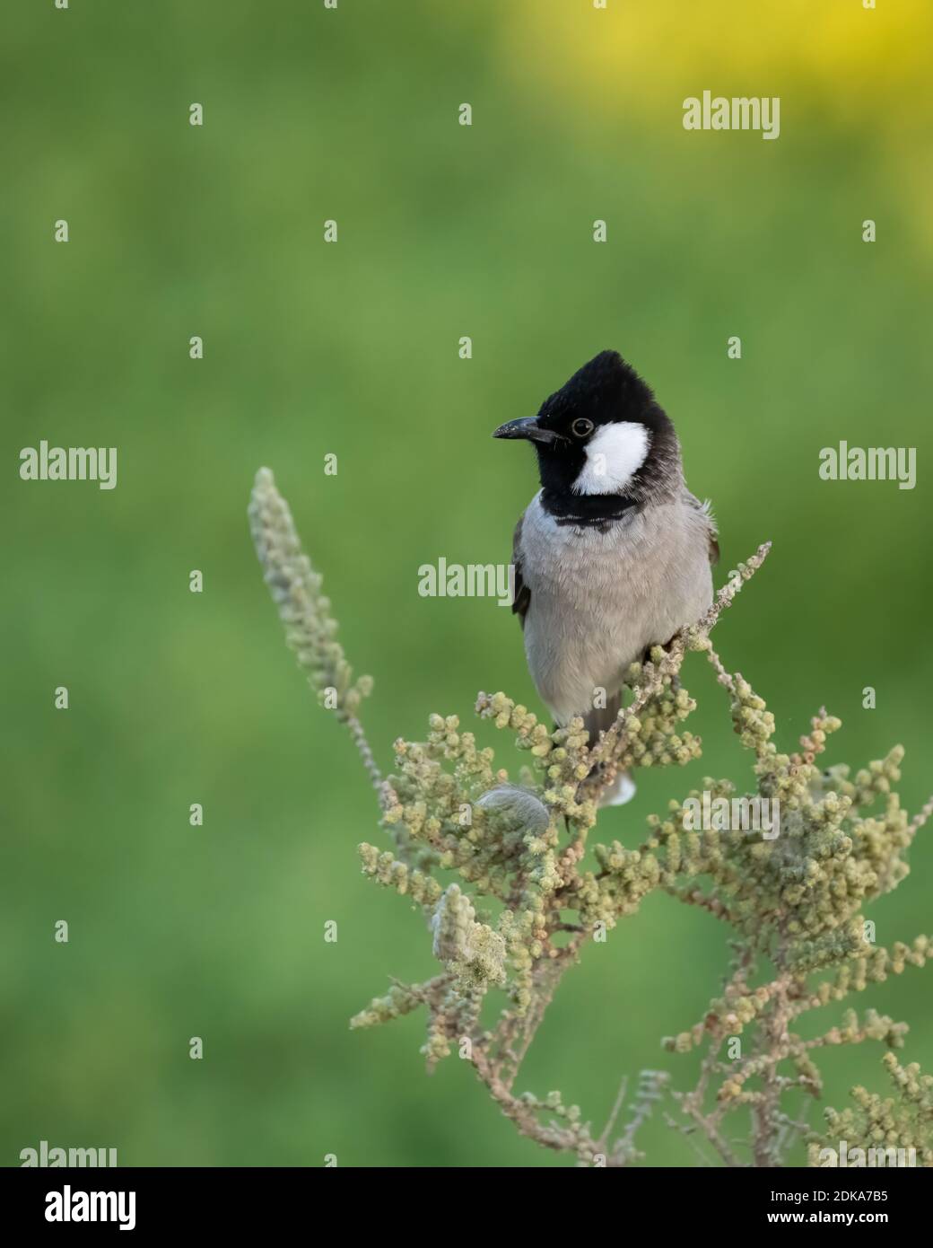 A White-eared Bulbul (Pycnonotus leucotis), also called the White ...