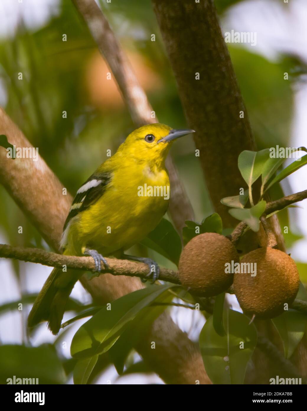 The common iora hi-res stock photography and images - Alamy