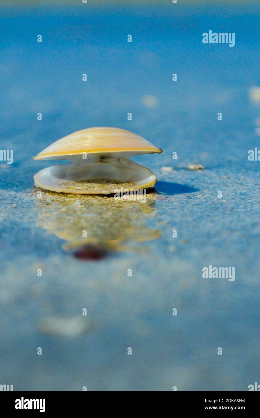 Middle shell hi-res stock photography and images - Alamy
