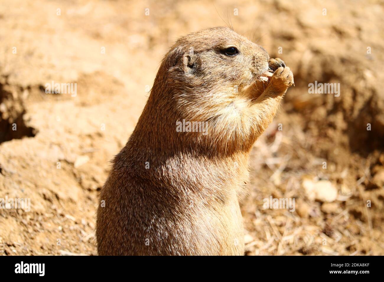 Rat head profile hi-res stock photography and images - Alamy