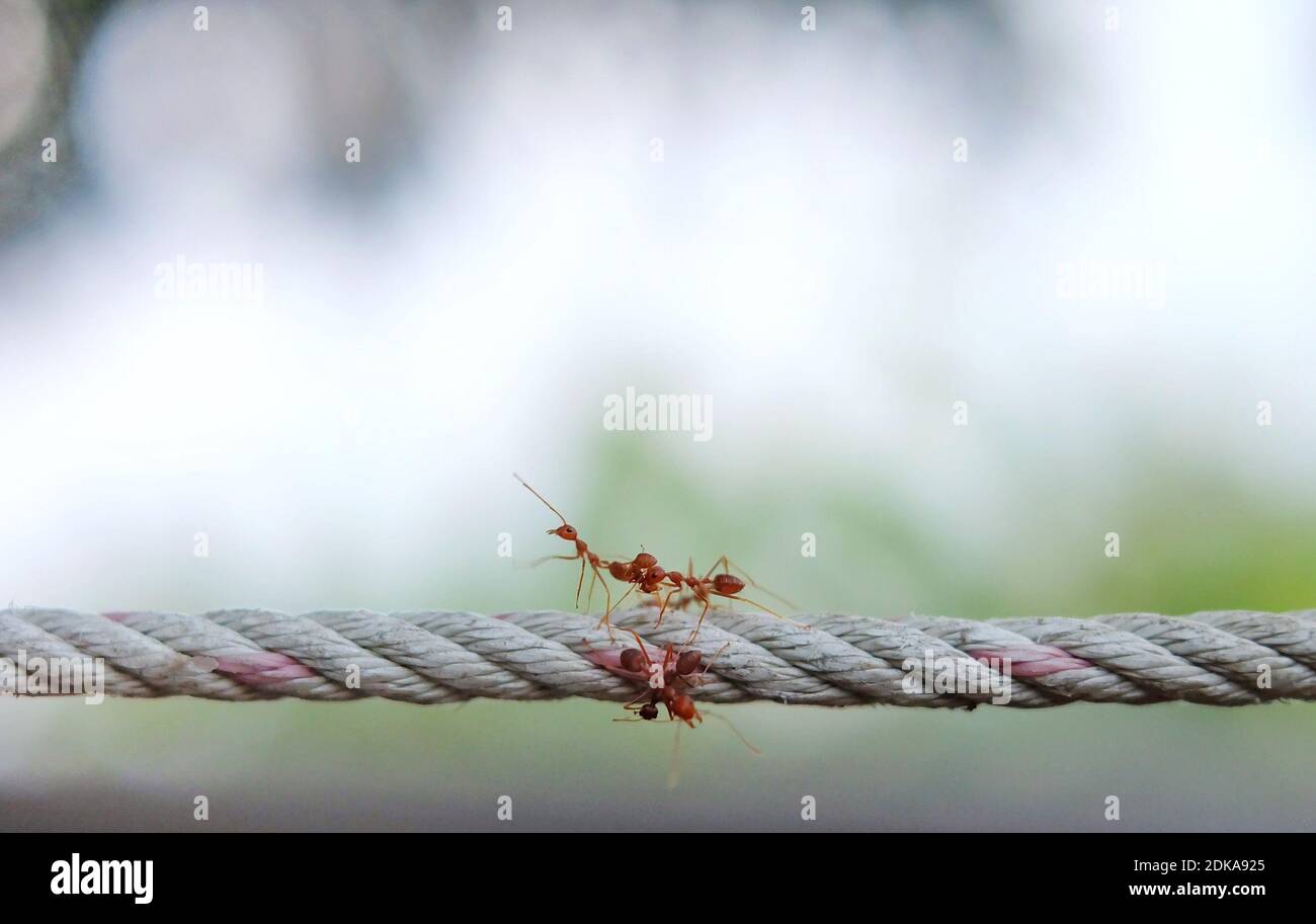 Ants Making A Rope at Susan Tucker blog