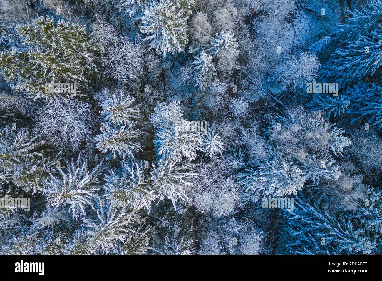 Blue background texture of a frozen forest at winter, top earial view ...