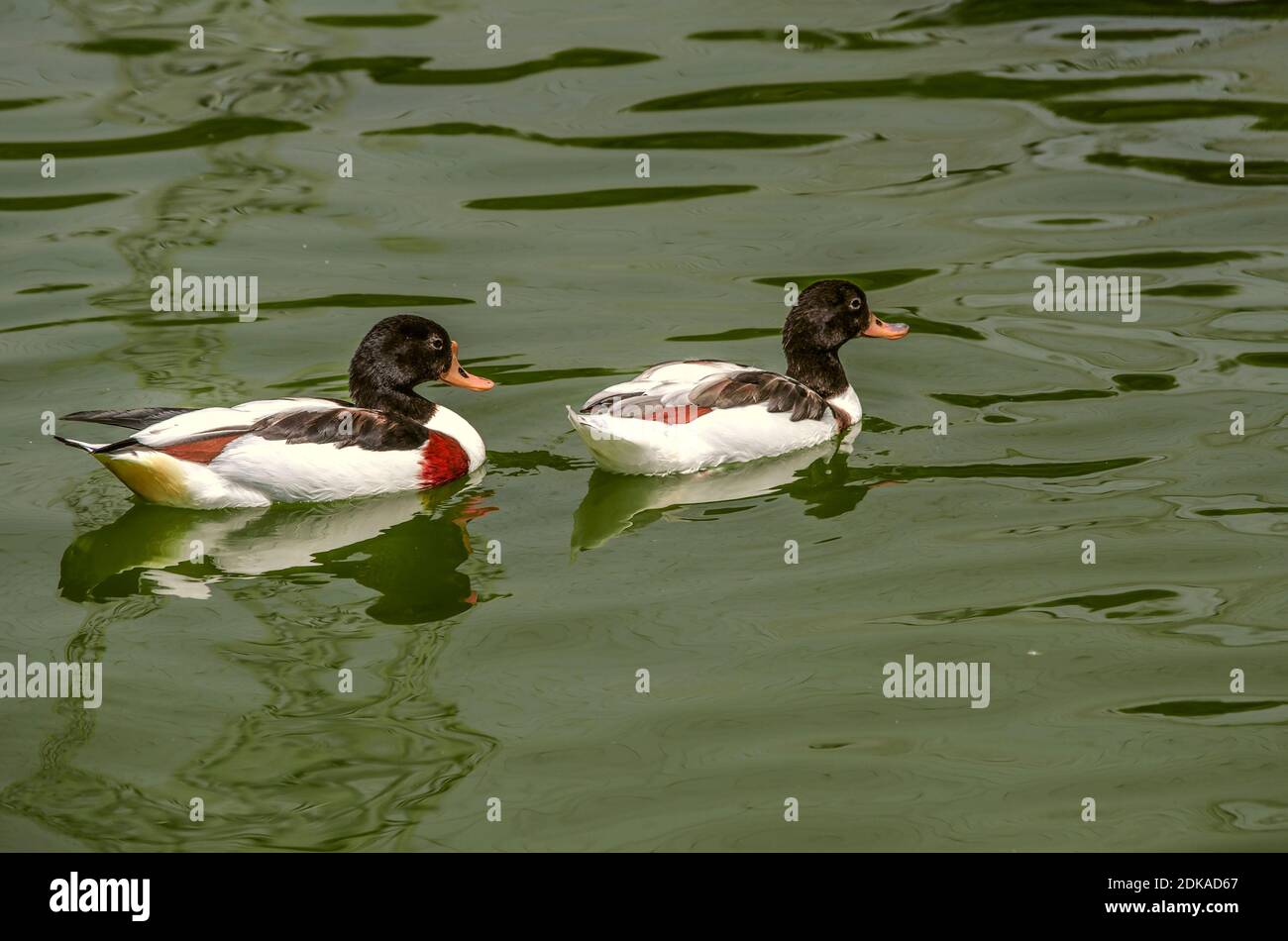 Piebald bird hi-res stock photography and images - Alamy