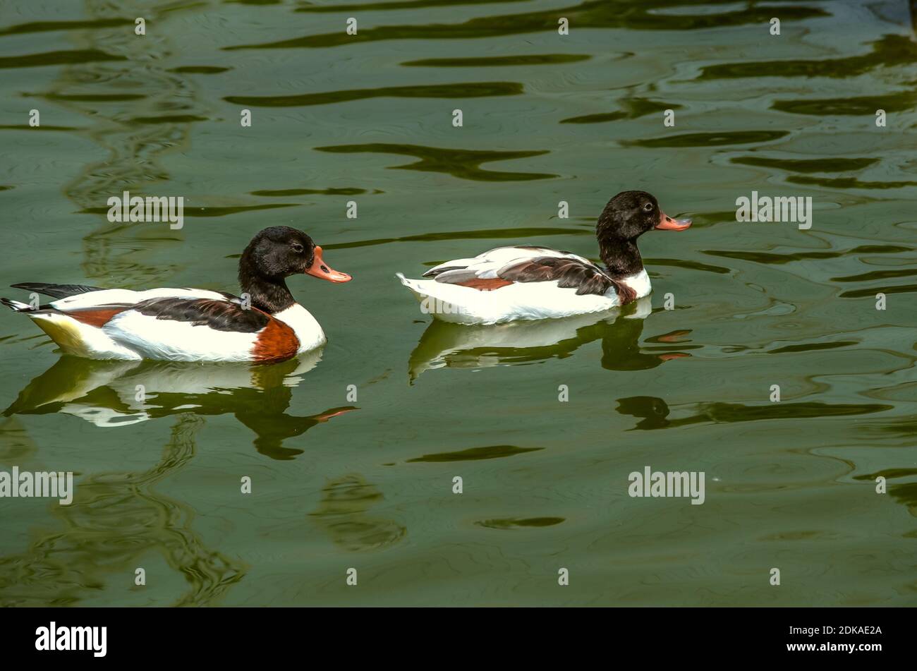 Chest bump hi-res stock photography and images - Alamy